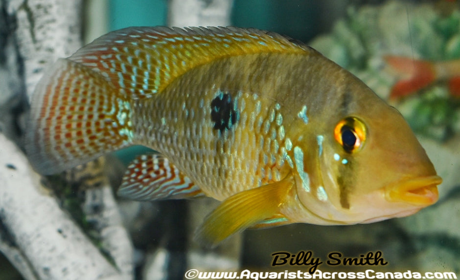American Cichlids – Aquarists Across Canada