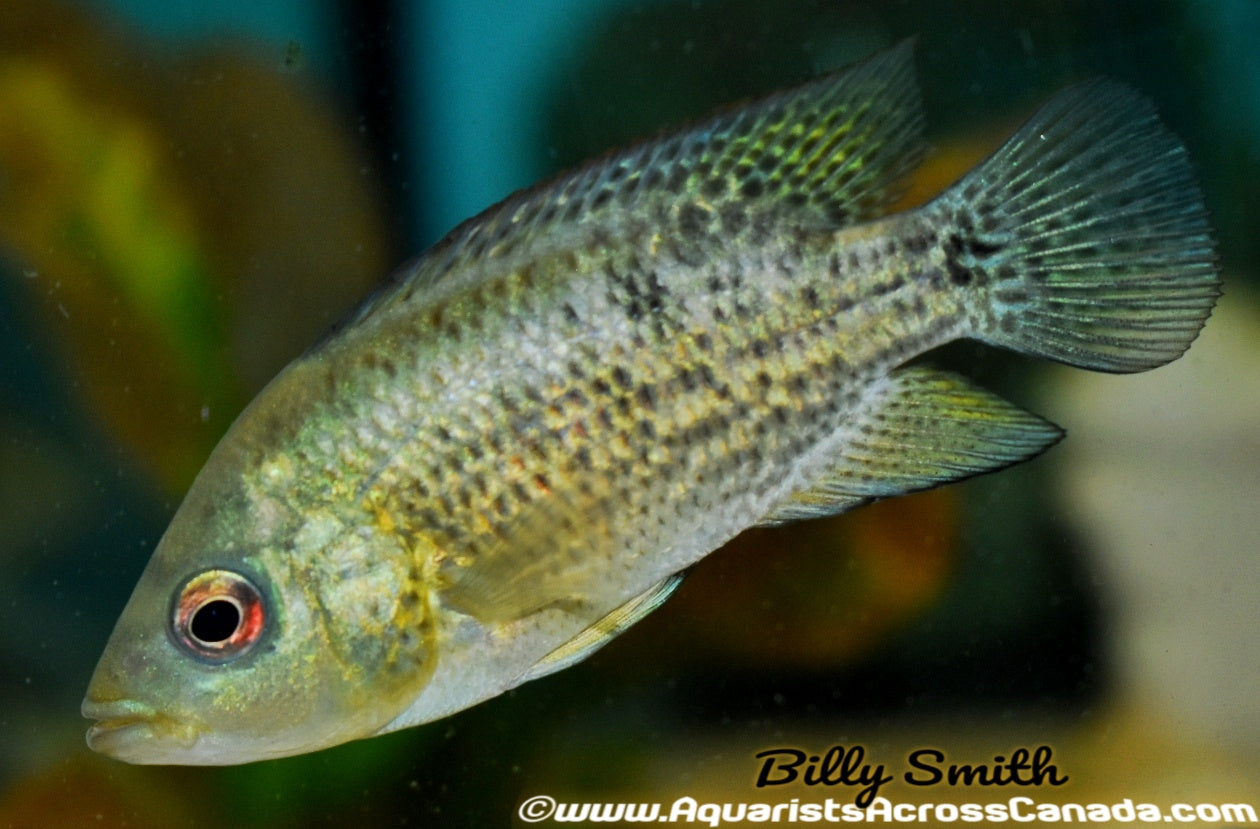 American Cichlids – Aquarists Across Canada