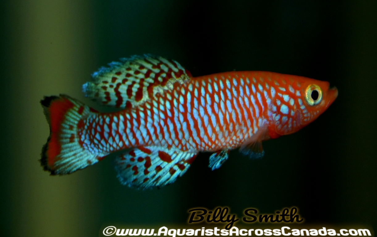 NOTHO KILLIFISH (Nothobranchius rachovi) – Aquarists Across Canada