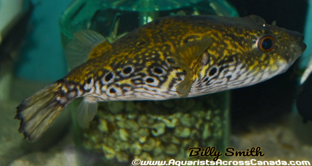 Puffers – Aquarists Across Canada
