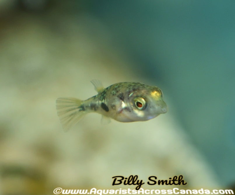 Puffers – Aquarists Across Canada