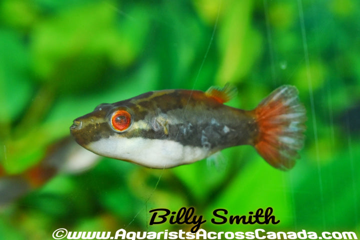 Puffers – Aquarists Across Canada