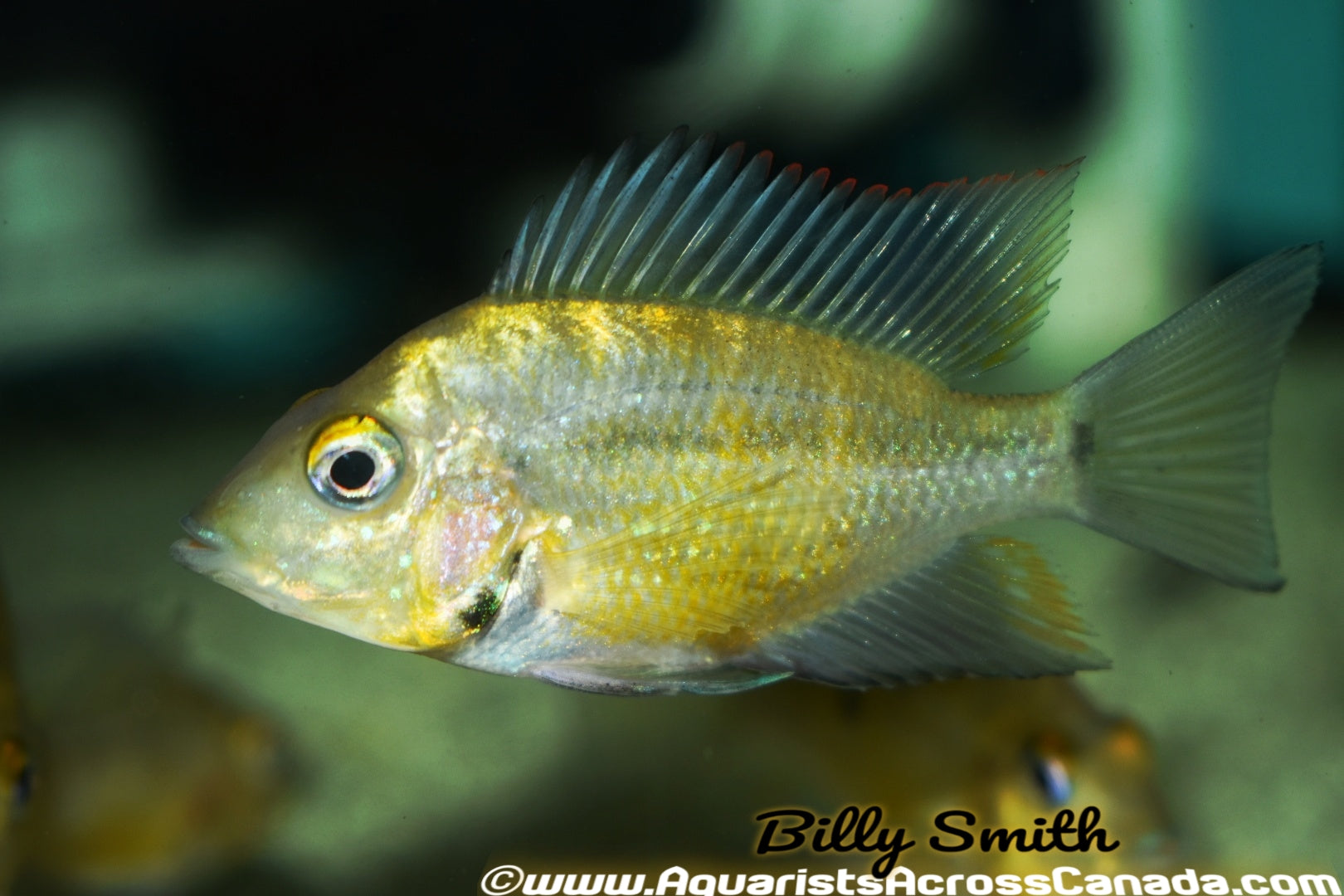 American Cichlids – Aquarists Across Canada