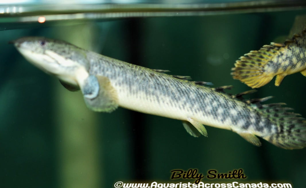 Bichir – Aquarists Across Canada
