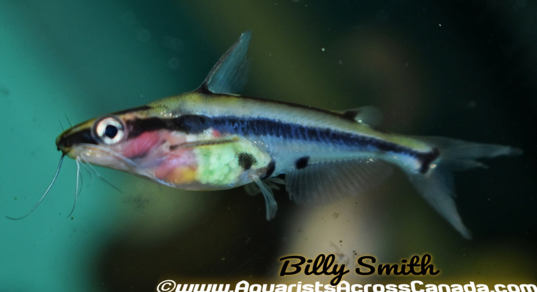 Catfish – Aquarists Across Canada