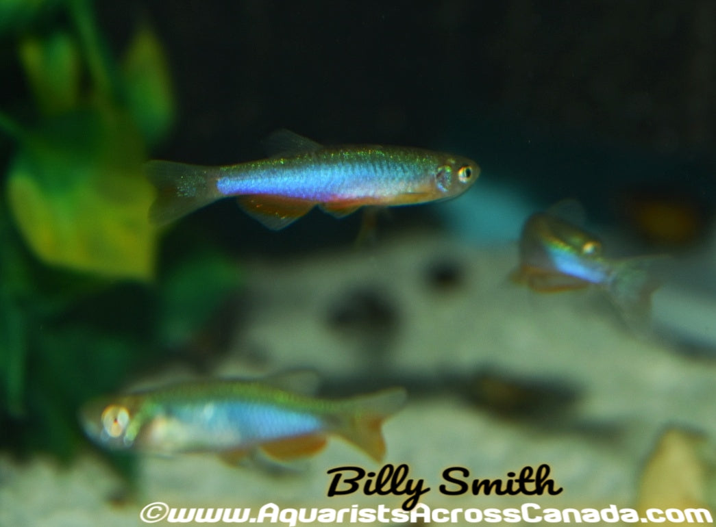 Danio Albolineatus