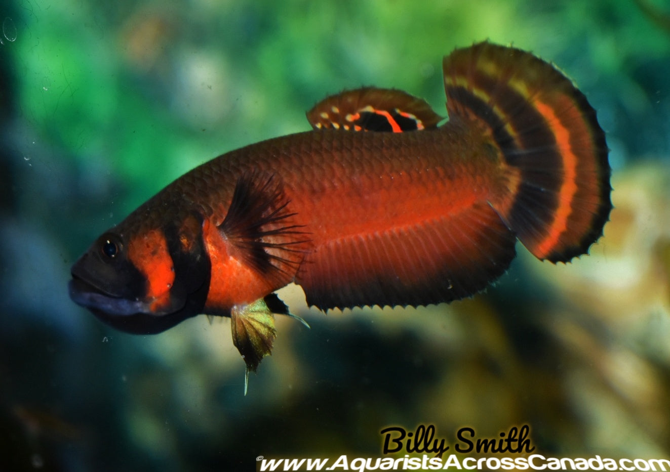 (Pre-Order) BETTA MACROSTOMA SEXED PAIR (M/F) Wild caught 3 ...