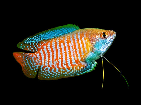 ROYAL TURQUOISE GOURAMI (Trichogaster lalius) – Aquarists Across Canada