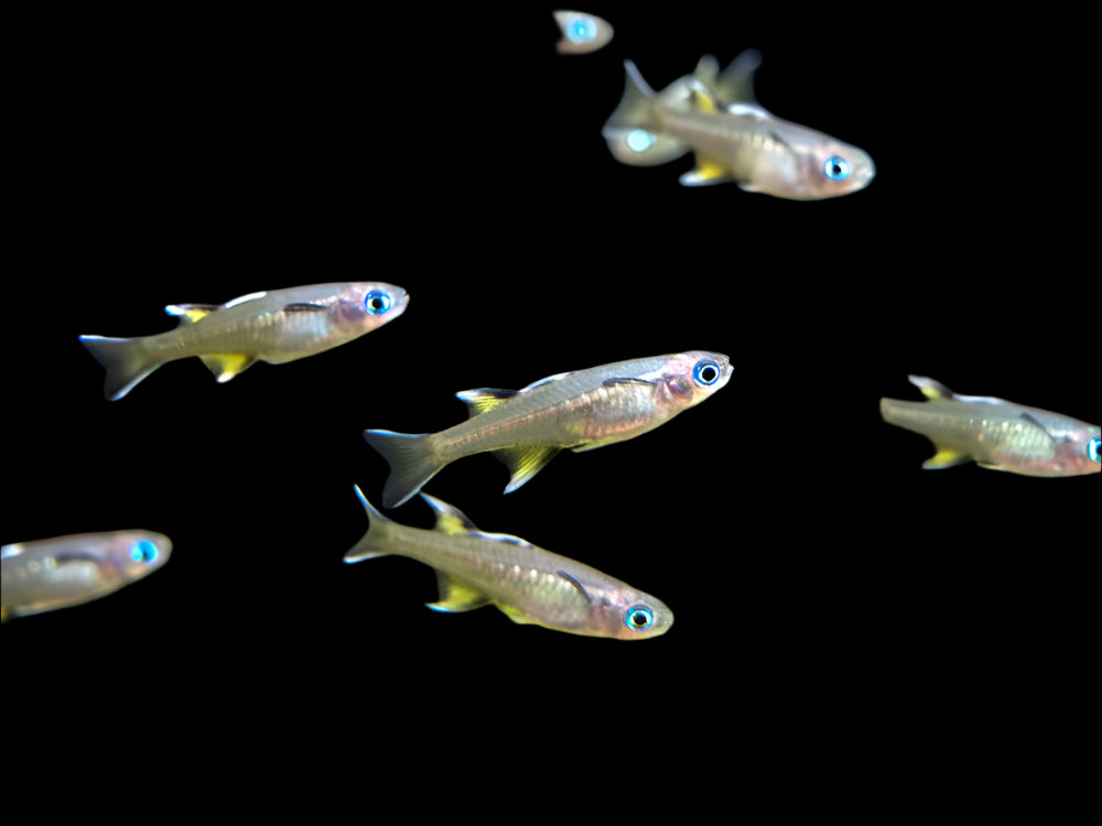 SOUTHERN BLUE EYE RAINBOW (Pseudomugil signifer) 2404 – Aquarists ...