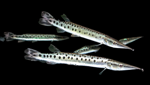 MARBLED GAR (Boulengerella maculata) 8" – Aquarists Across Canada