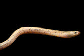 Eels – Aquarists Across Canada