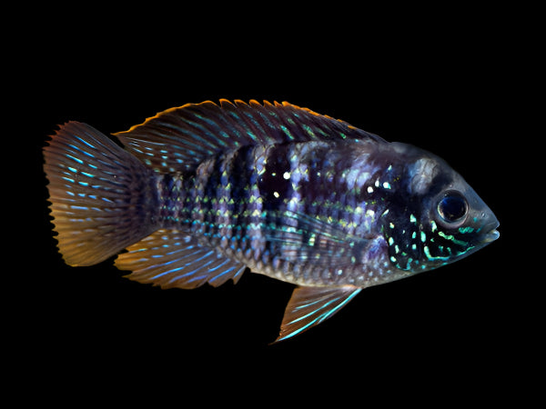 TRUE BLUE ACARA (Andinoacara pulcher) – Aquarists Across Canada