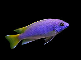 YELLOW TAIL ACEI (PSEUDOTROPHEUS. SP ACEI – Aquarists Across Canada