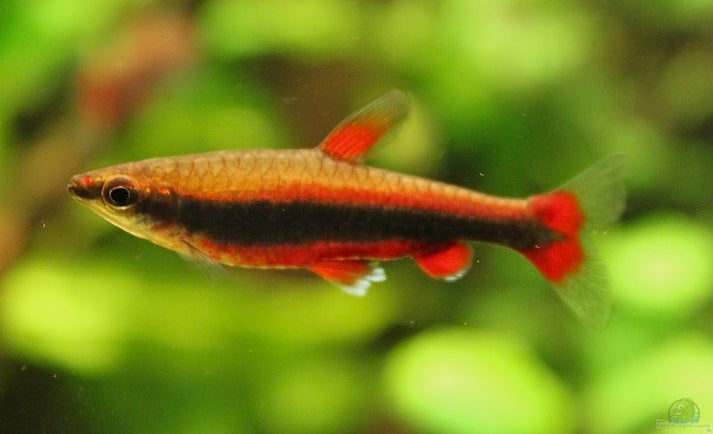 RED BECKFORDS PENCIL FISH (Nannostomus beckfordi) – Aquarists Across Canada